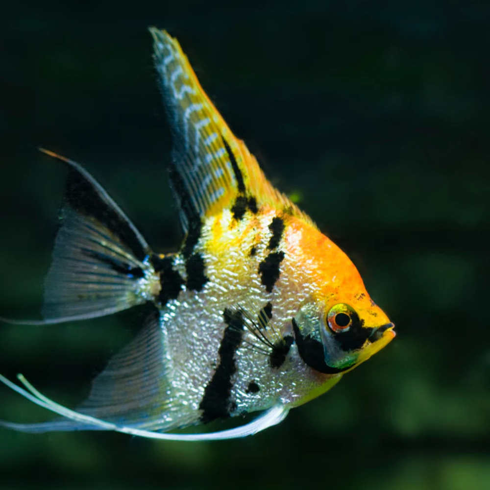 Koi Angelfish Available Now - Roxy Aquarium