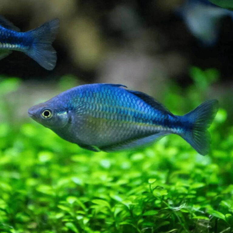Australian Native & Rainbow Fish - Roxy Aquarium