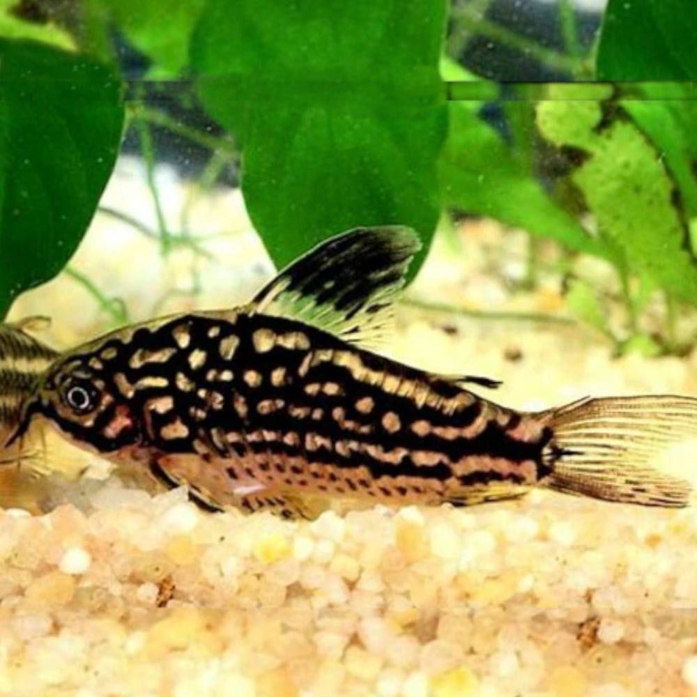 Napoensis Corydora (Cory Napo) - Roxy Aquarium