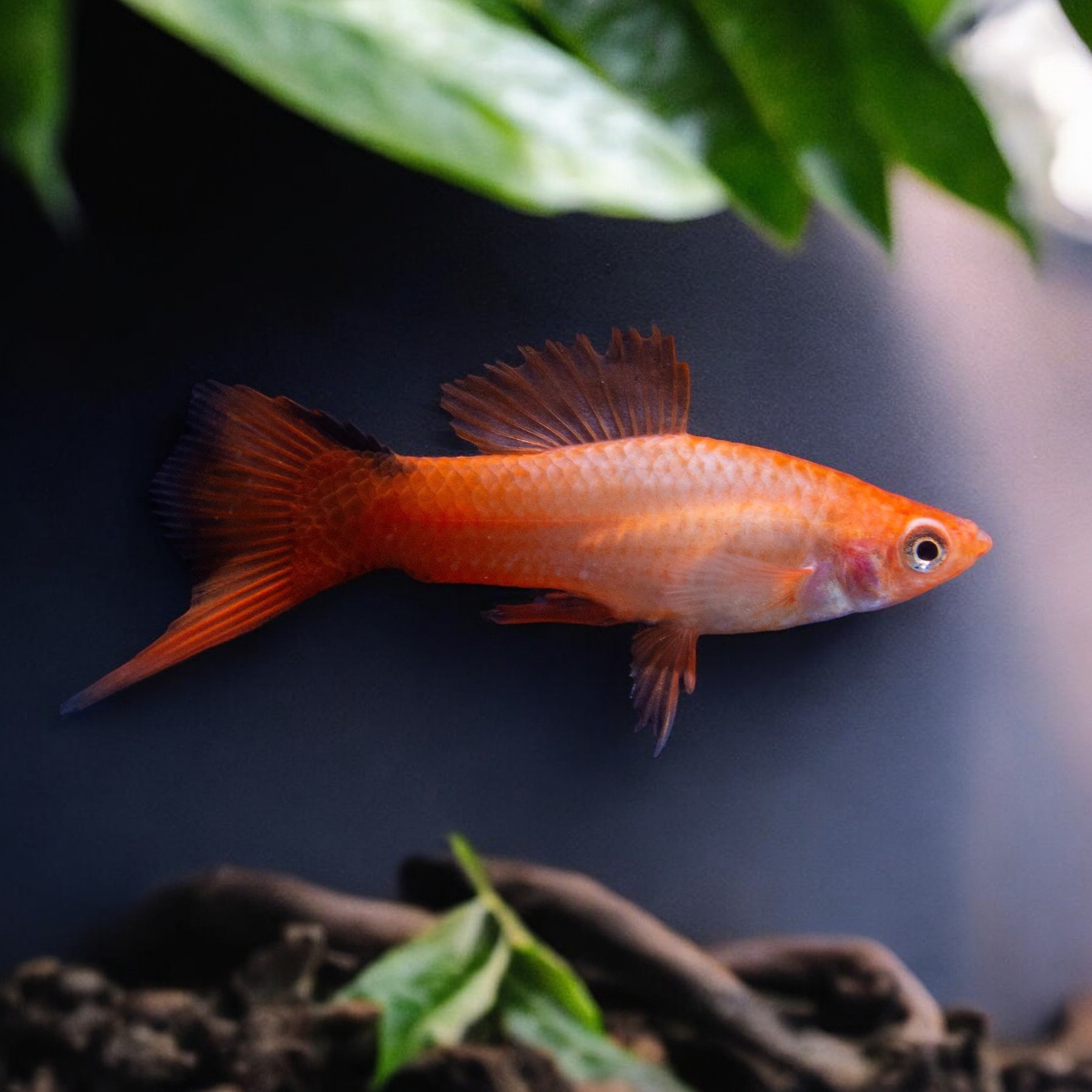 Swordtail Fish Complete Swordtail Fish Care Guide: Feeding, Breeding,