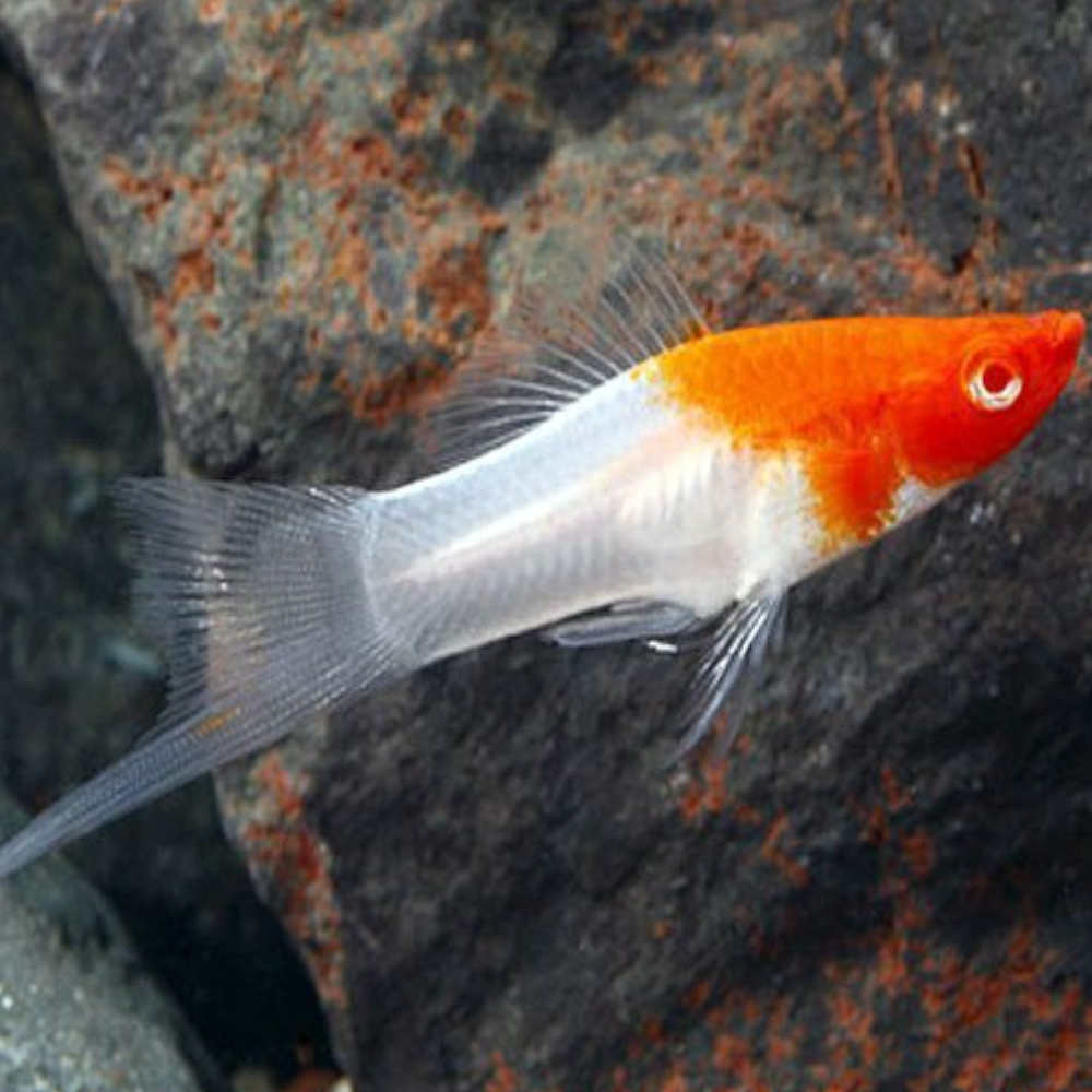 Santa Swordtail Available - Roxy Aquarium