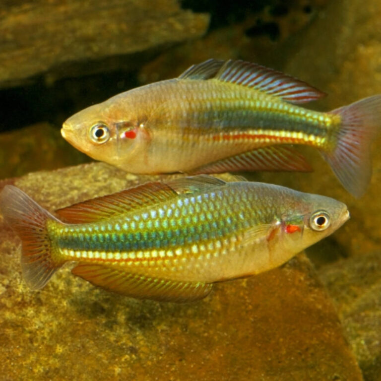 Skull Creek Rainbow Fish Available - Roxy Aquarium