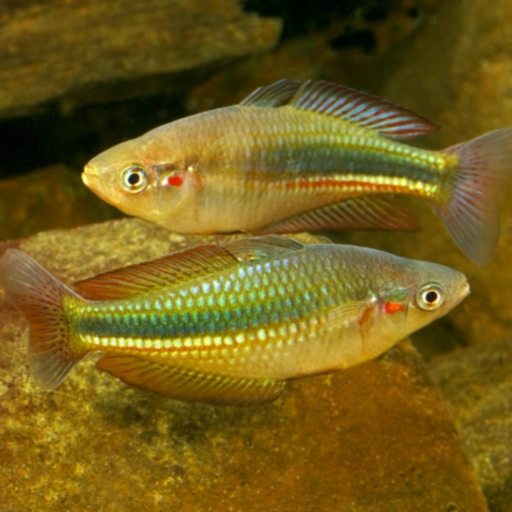 Skull Creek Rainbow Fish Available - Roxy Aquarium