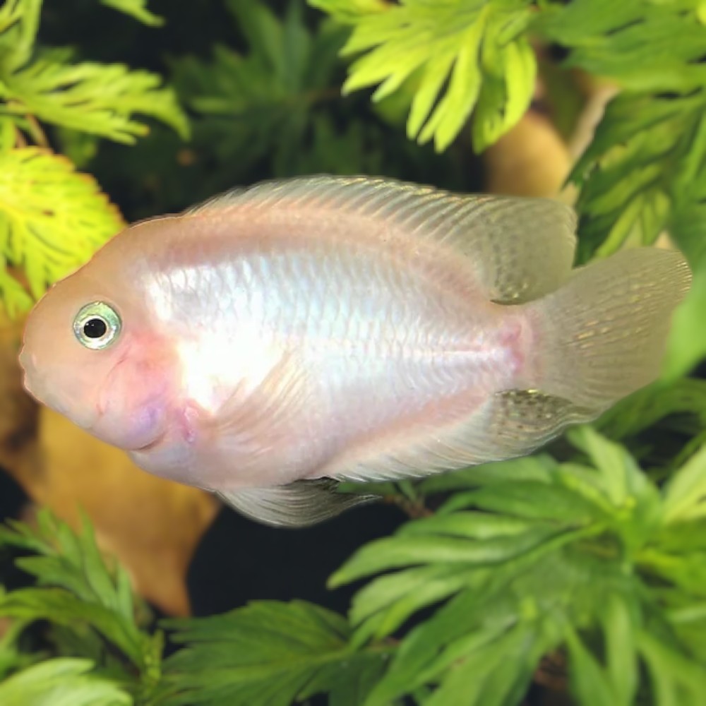 Pink Convict Cichlid - Roxy Aquarium
