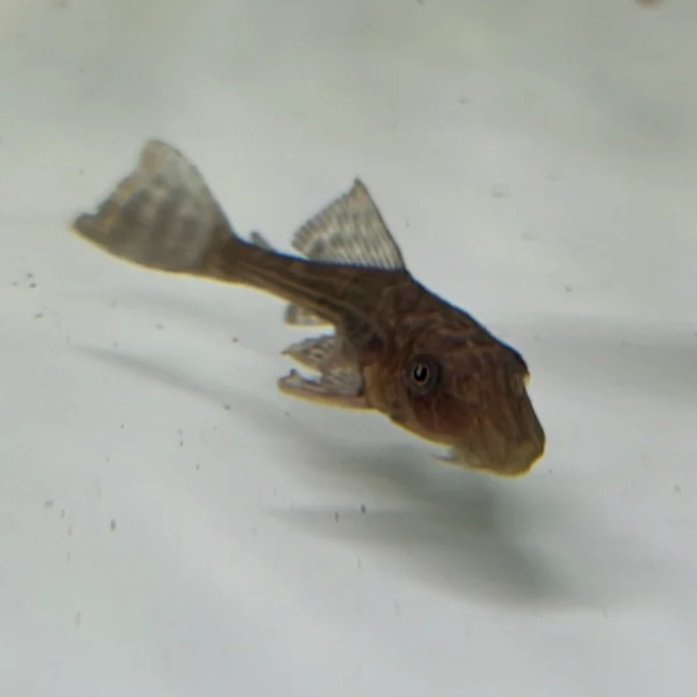 Chocolate Plecostomus Catfish - Roxy Aquarium