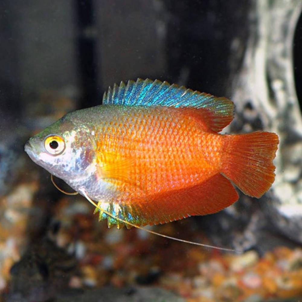 Female Dwarf Flame Gourami - Roxy Aquarium