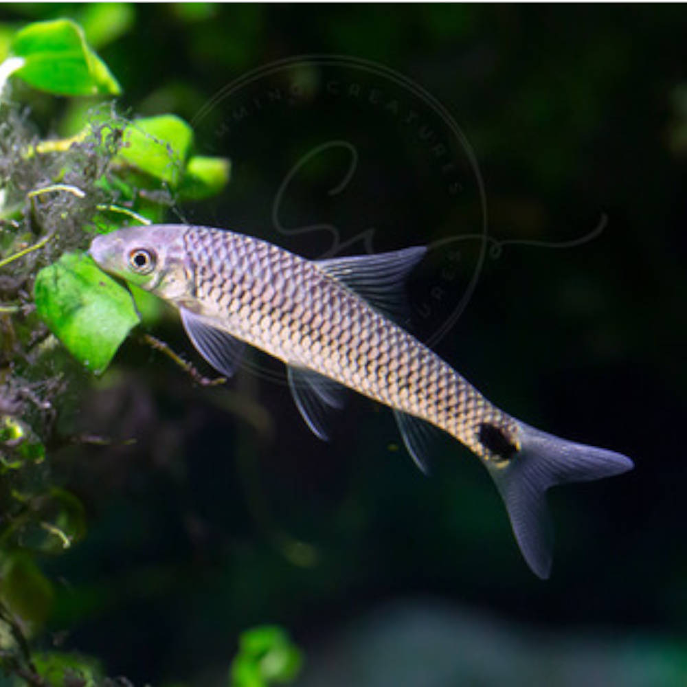 Flying Fox Silver- Siamese Algae Eater 5cm - Roxy Aquarium