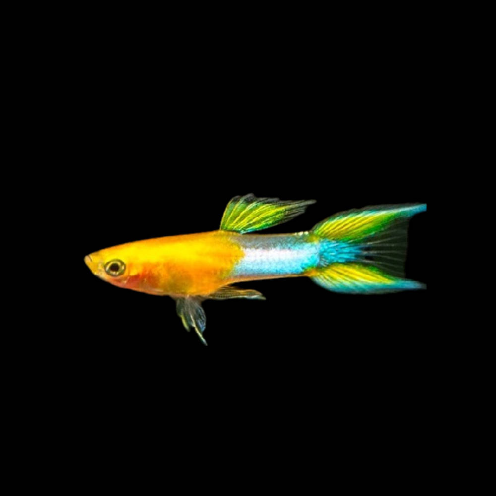 Golden Neon Blue Endler Guppy - Roxy Aquarium