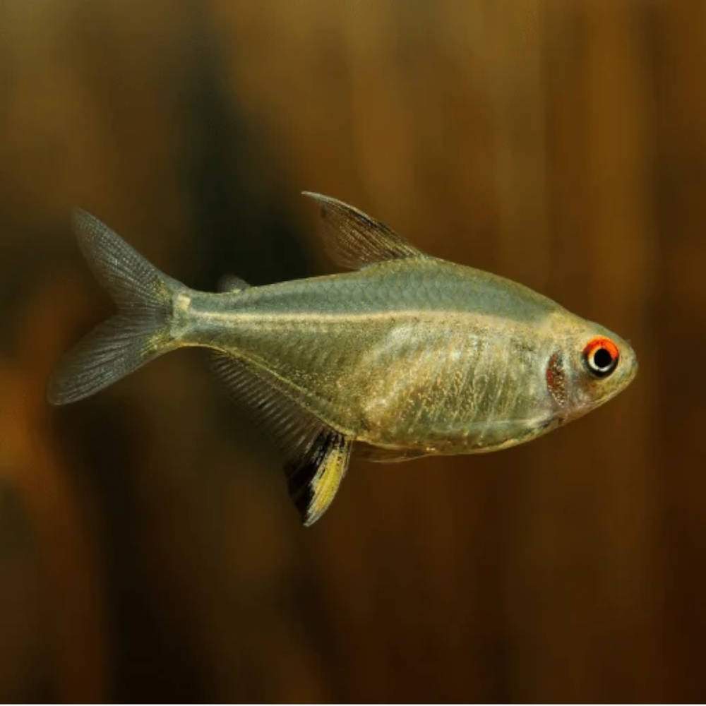 Lemon Tetra – Albino Available - Roxy Aquarium