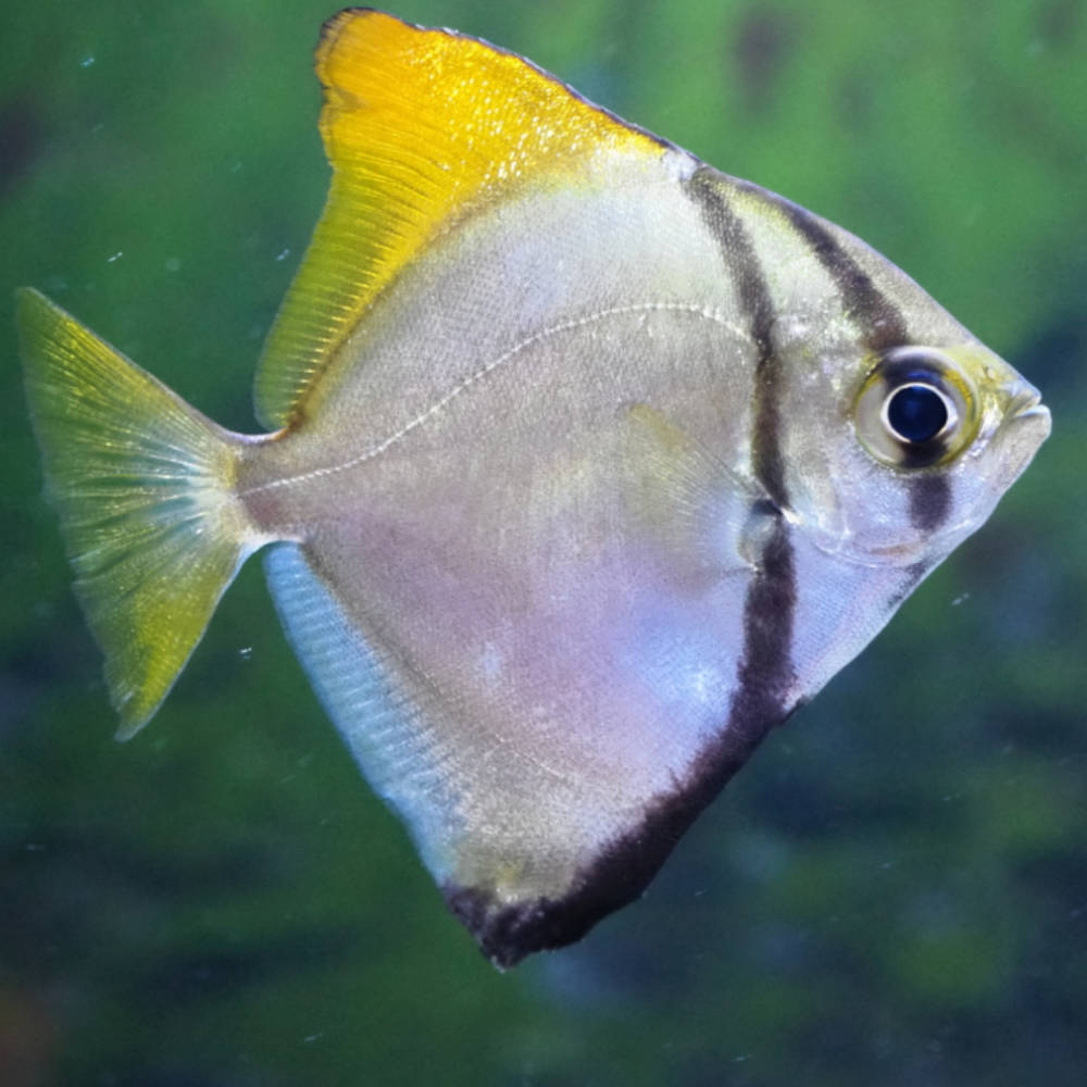 Mono Argent – Brackish Available - Roxy Aquarium