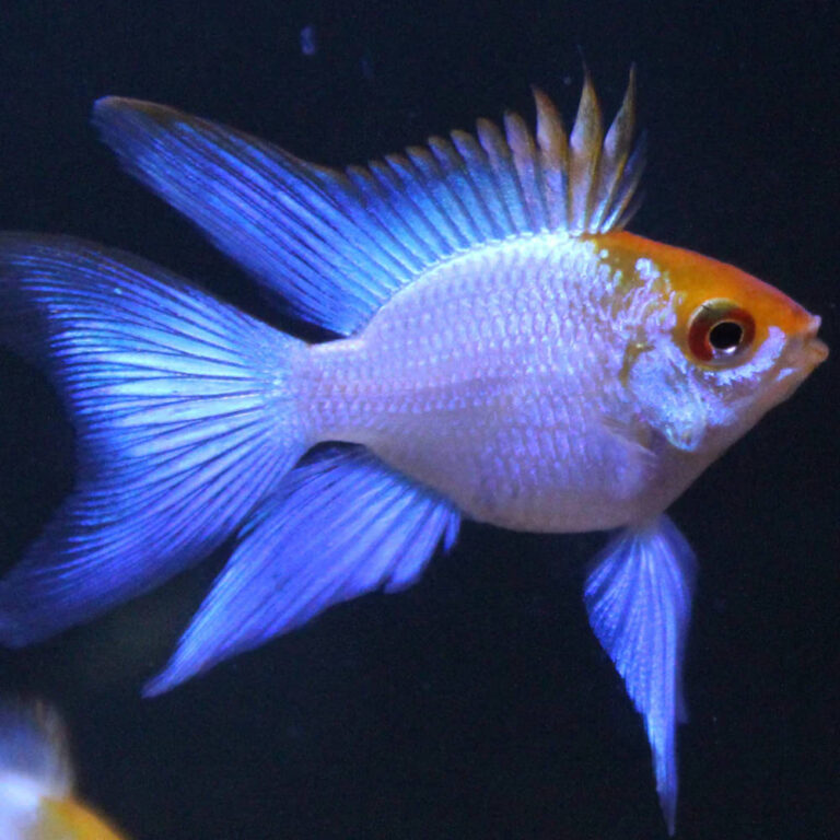 Gold Head Electric Blue Balloon Ram - Roxy Aquarium