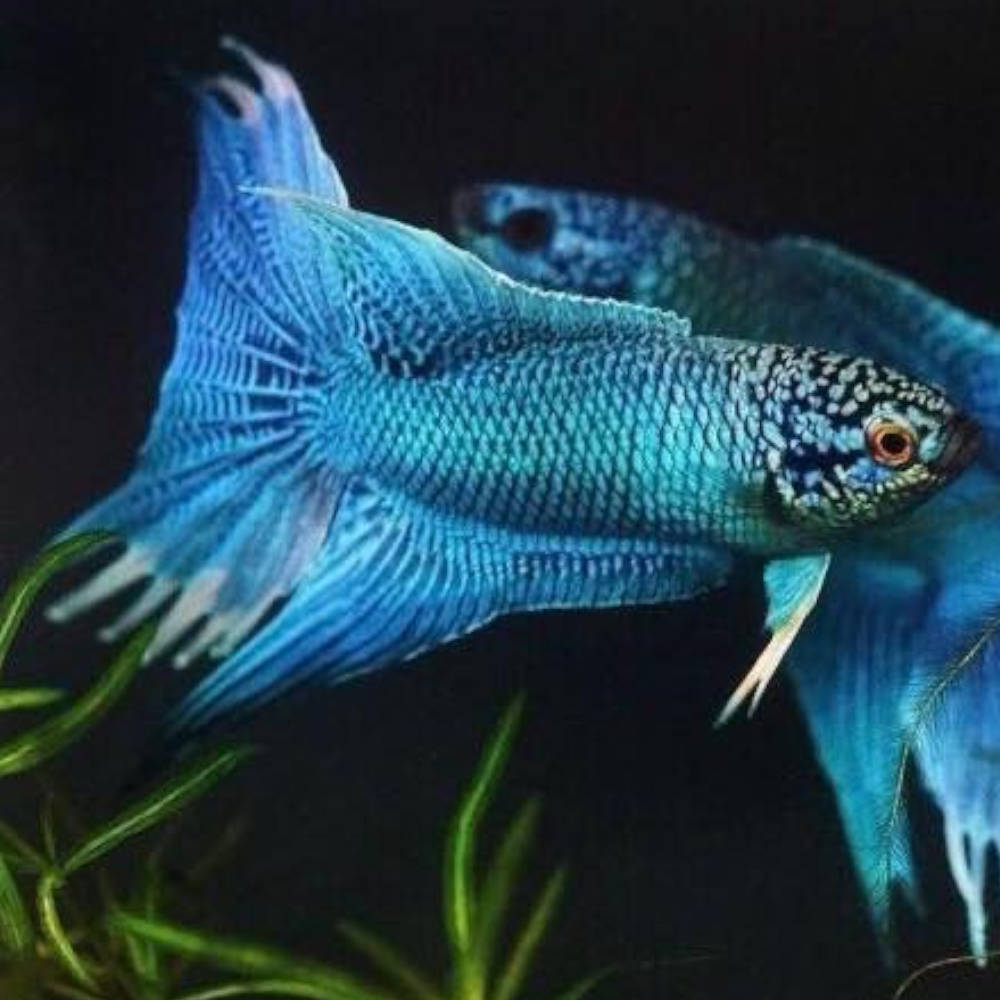 Paradise Fish – Blue Available - Roxy Aquarium