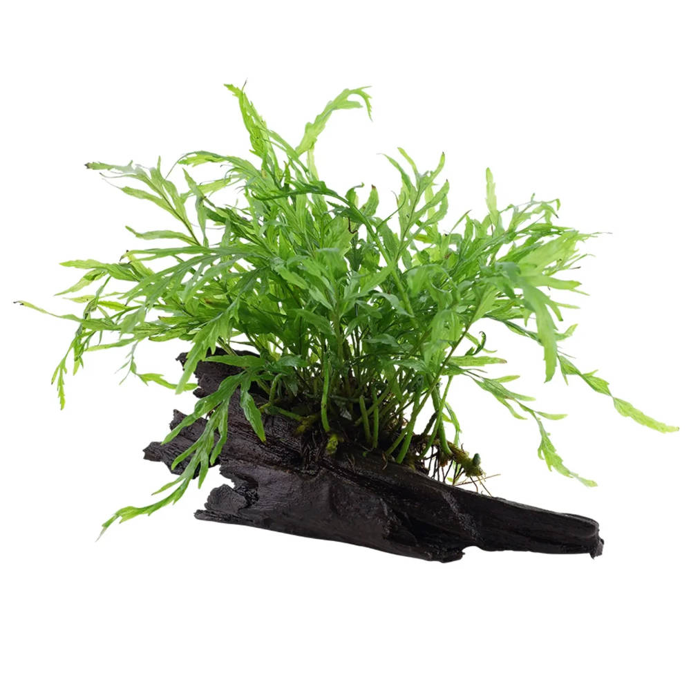 Bolbitis Heudelotii – Live Aquarium Plant - Roxy Aquarium