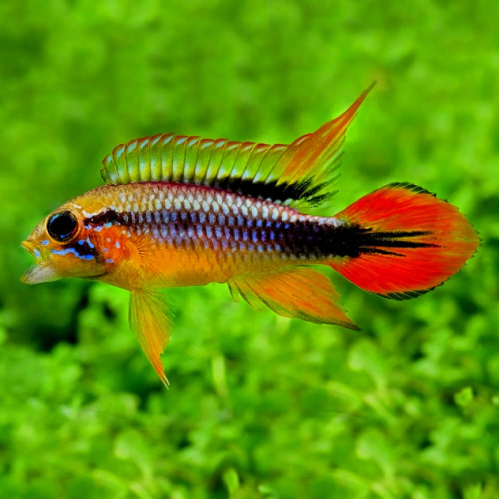 Apistogramma Agassizi Double Red - Roxy Aquarium