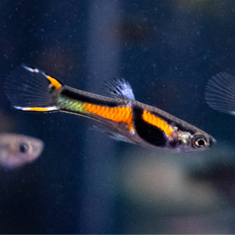 Black Bar Endler Guppy - Roxy Aquarium