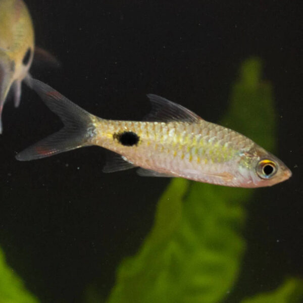 Black Spot – Filament Barb - Roxy Aquarium