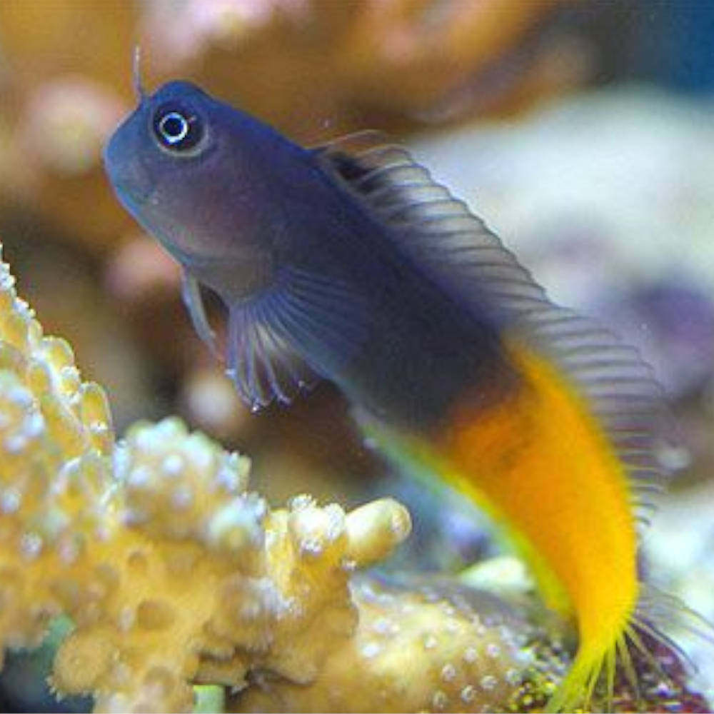 Blenny – Bicolour - Roxy Aquarium