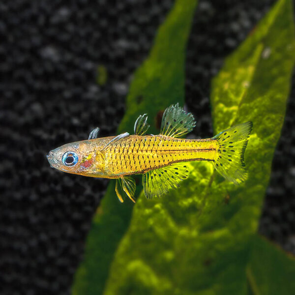 Australian Native & Rainbow Fish - Roxy Aquarium