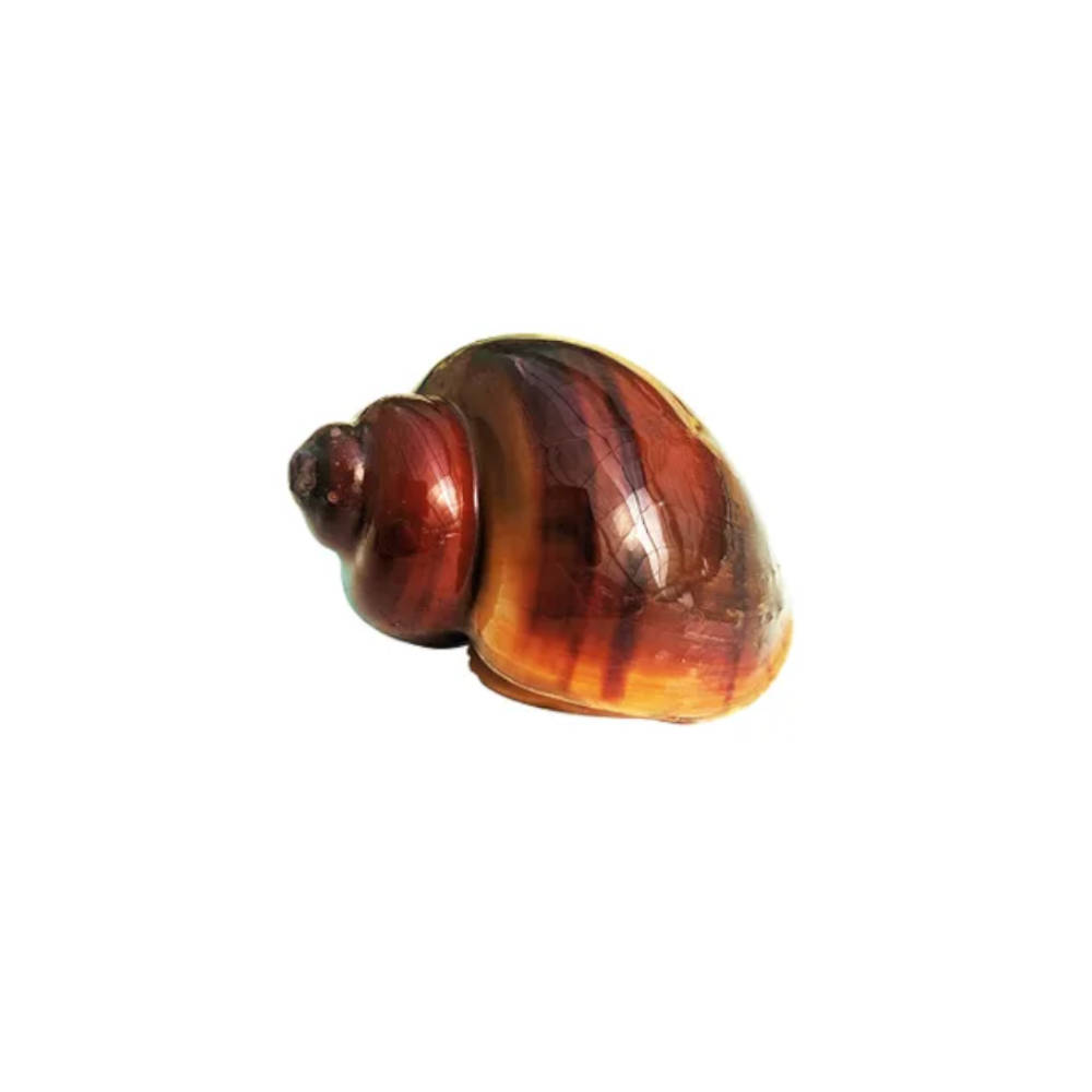 Burrowing Snails Available - Roxy Aquarium