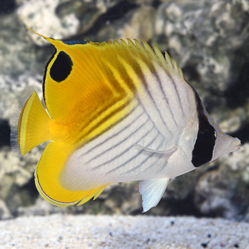 Butterfly Fish – Threadfin - Roxy Aquarium