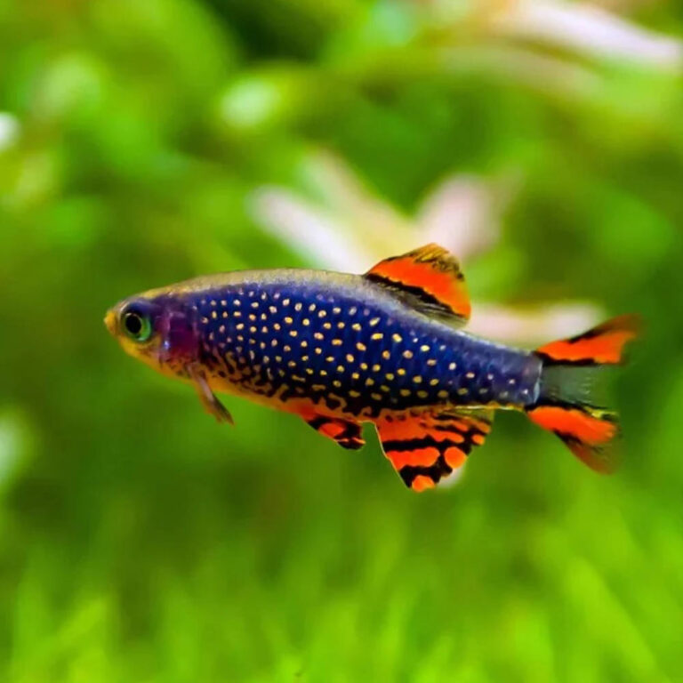 Celestial Pearl Danio Available - Roxy Aquarium