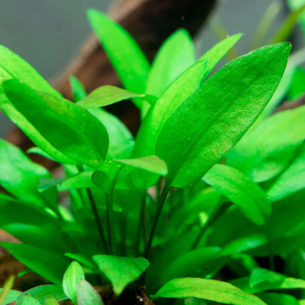 Cryptocoryne Wendtii Green Gecko - Roxy Aquarium
