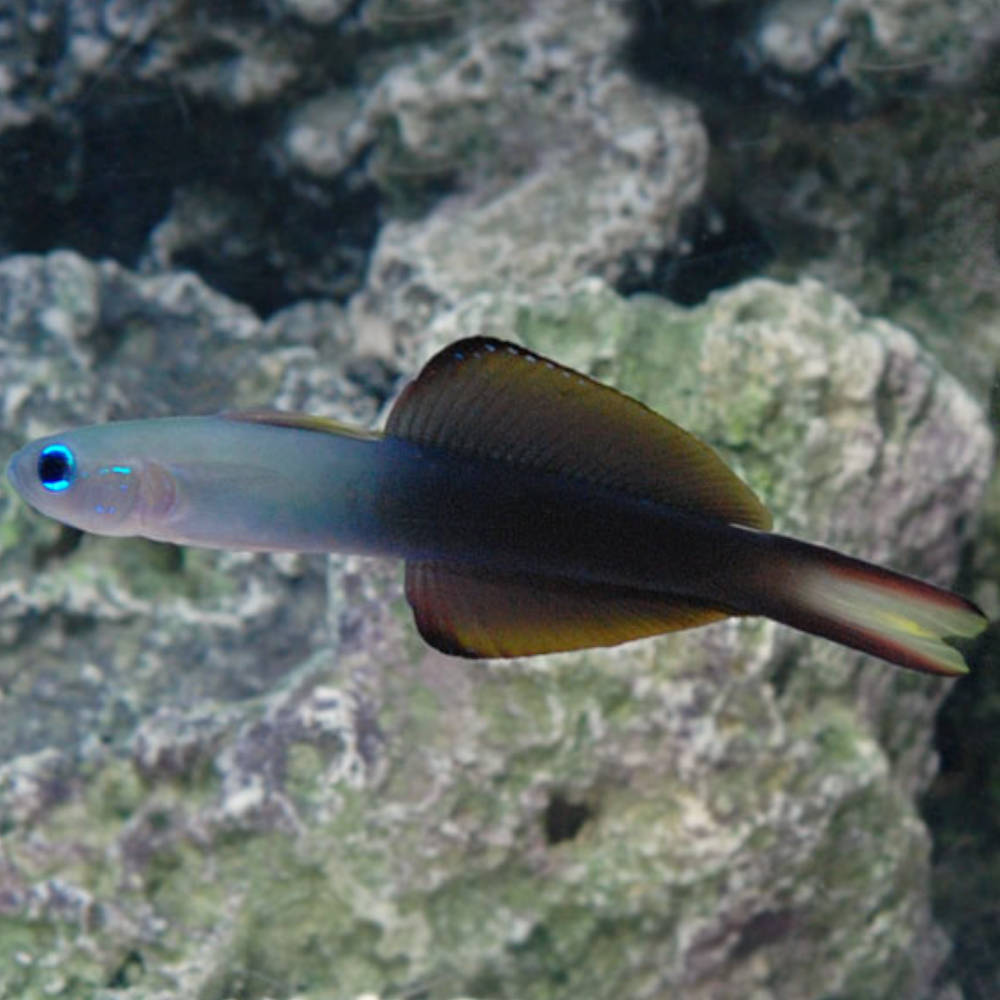 Goby – Black Scissortail Dartfish - Roxy Aquarium