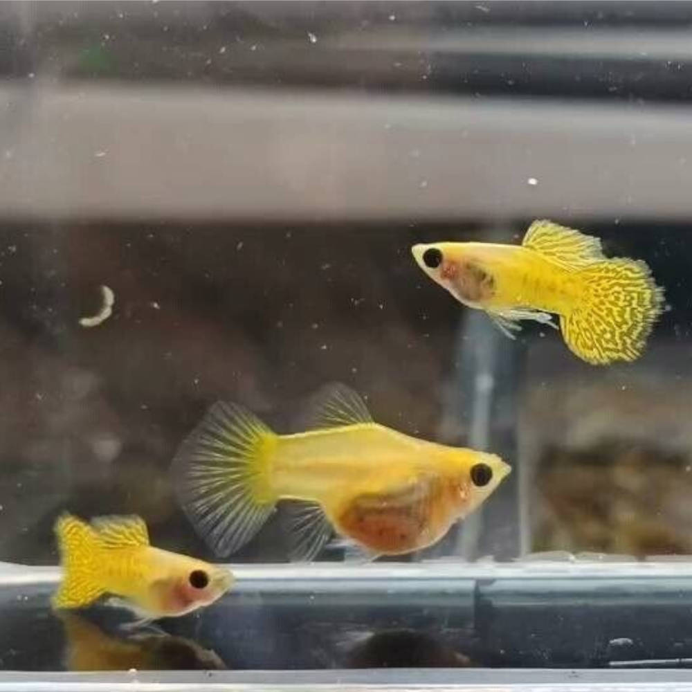 Gold Lace Glass Belly Guppy - Roxy Aquarium