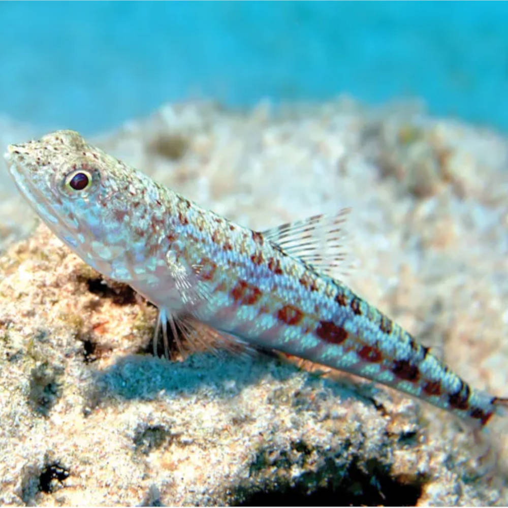 Lizard Fish Available Now! - Roxy Aquarium