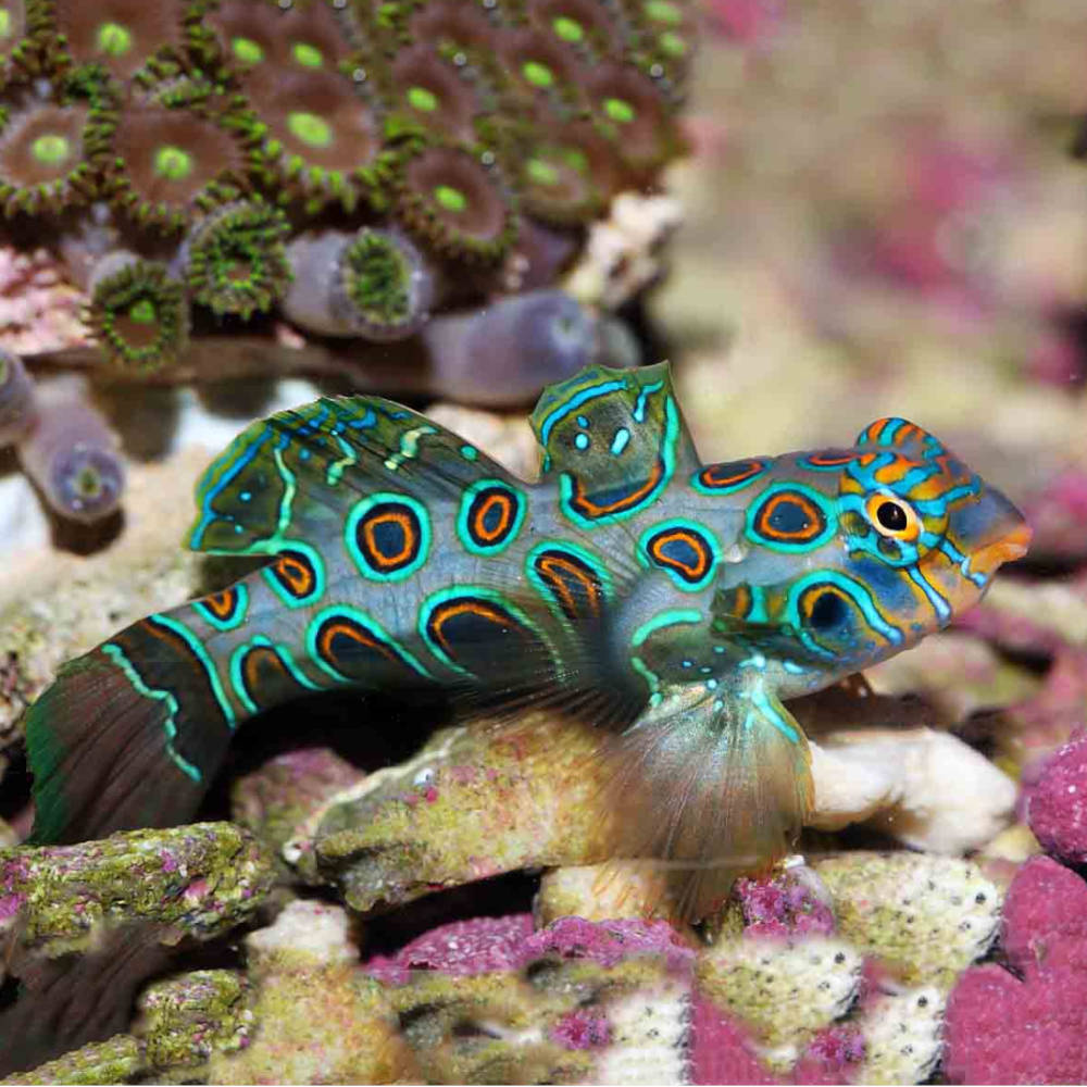 Mandarin Fish – Spotted - Roxy Aquarium