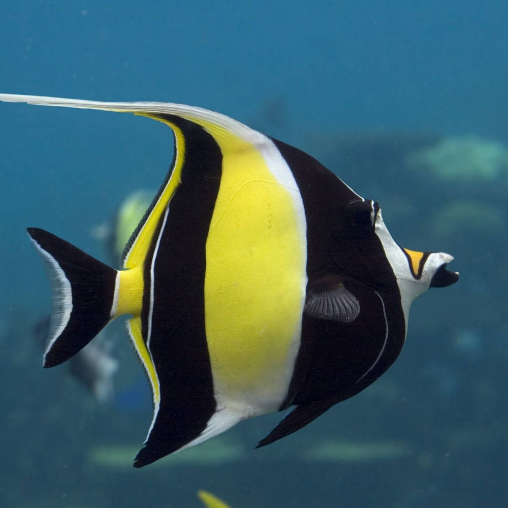 Moorish Idol - Roxy Aquarium