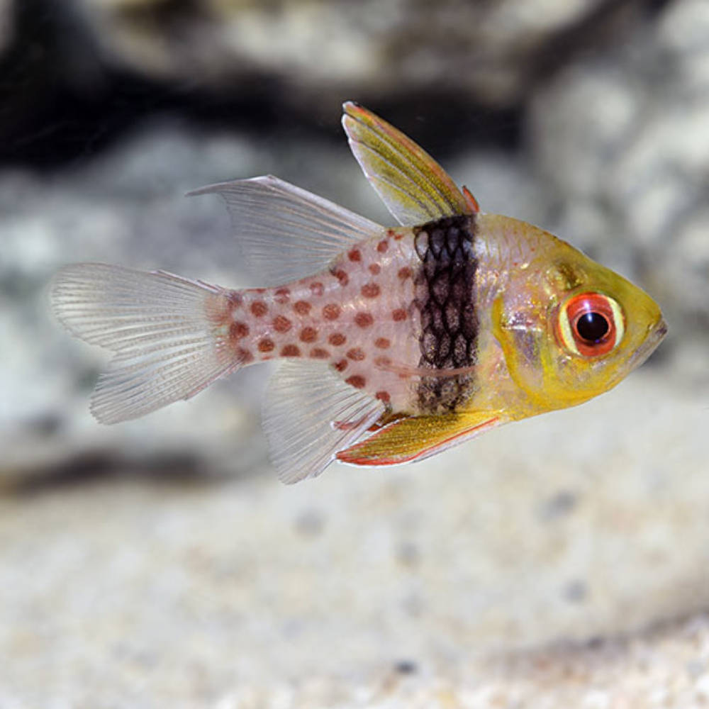Pajama Cardinalfish - Roxy Aquarium
