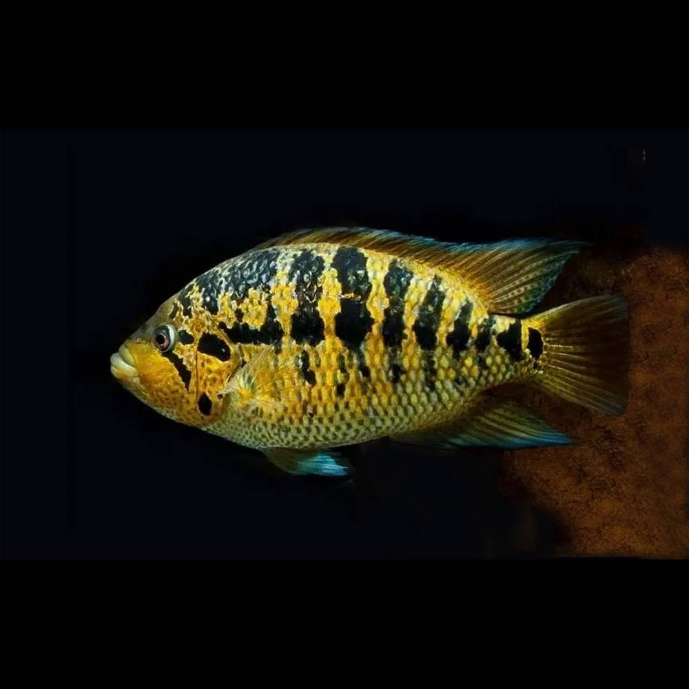 Male Yellow Jacket Mens Yellow Jackets | Mens Yellow Anoraks| Next