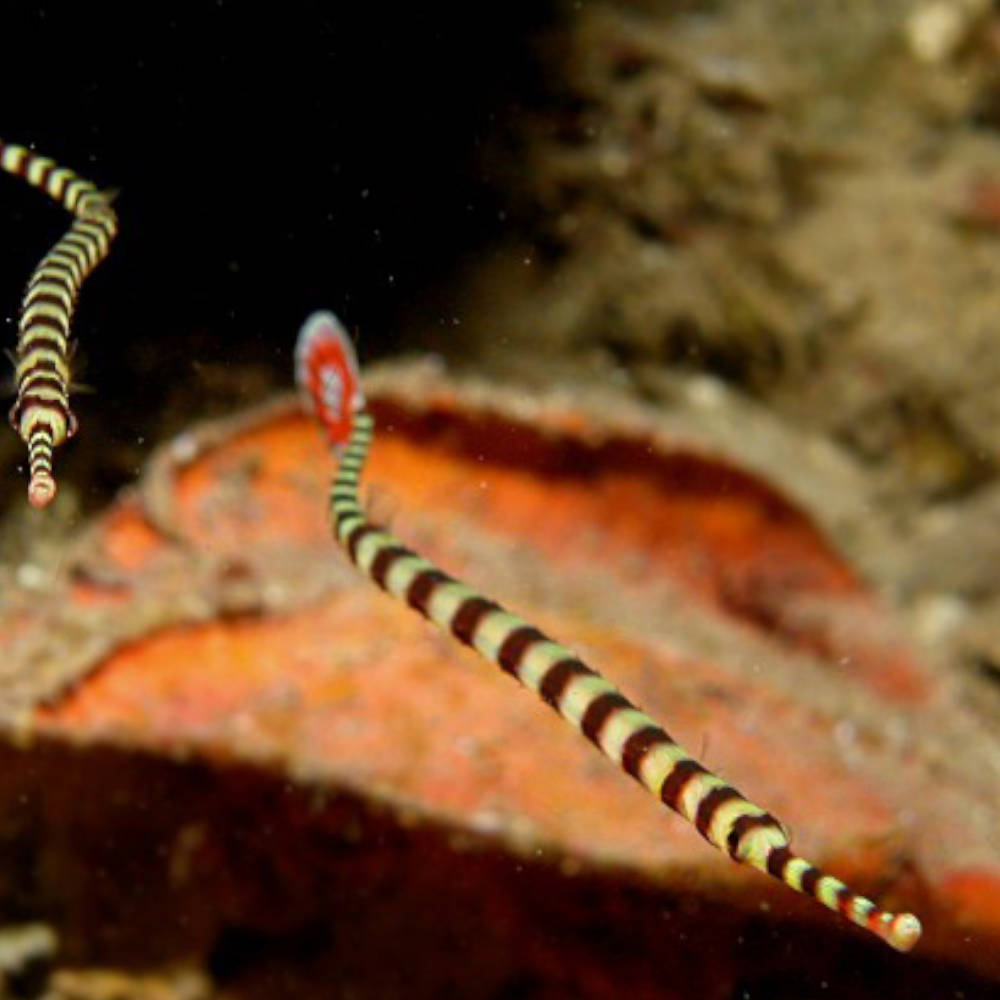 Pipefish – Ringed - Roxy Aquarium