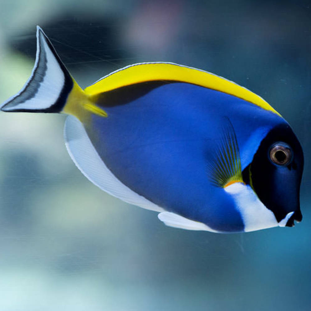 Powder Blue Tang - Roxy Aquarium