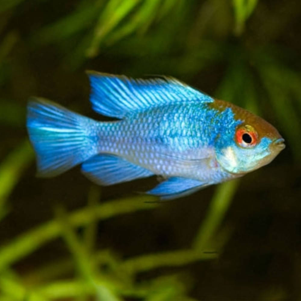 Ram – Neon Blue Available! - Roxy Aquarium