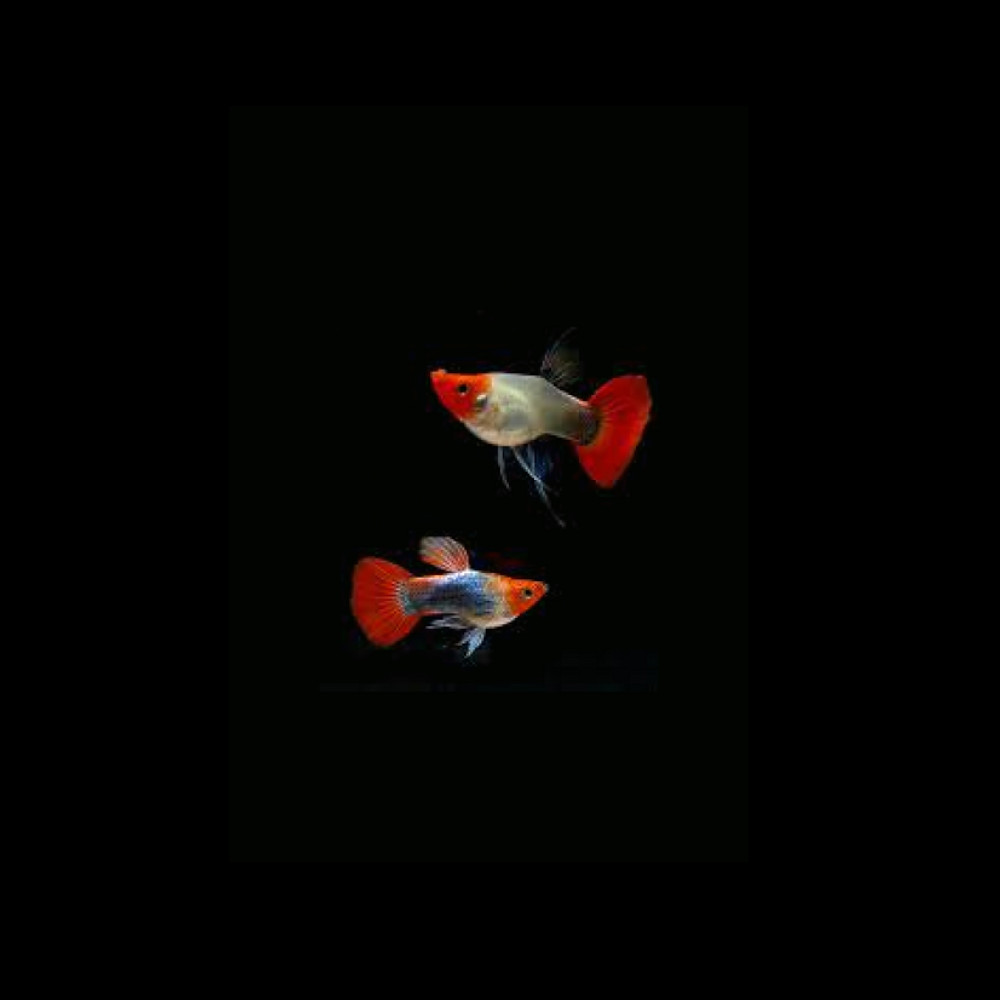 Red Koi Black Eye Ribbon Guppy - Roxy Aquarium