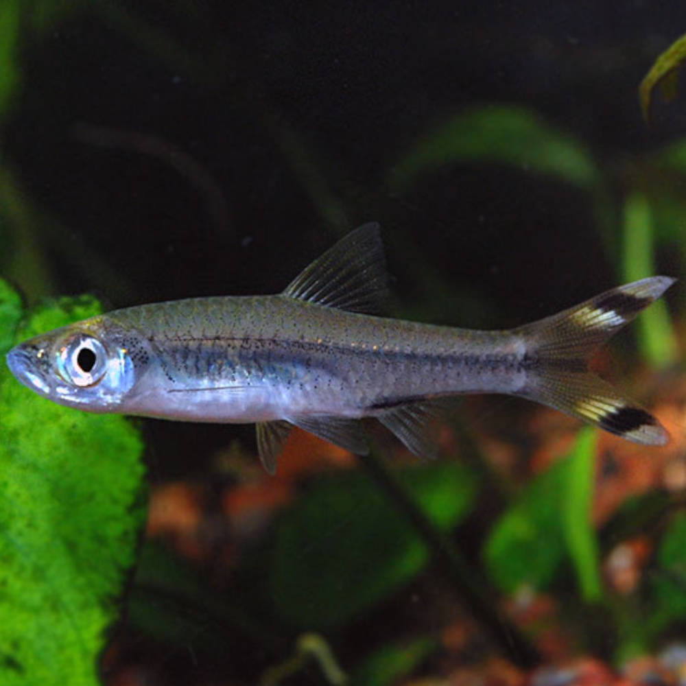 Scissortail Rasbora Available - Roxy Aquarium