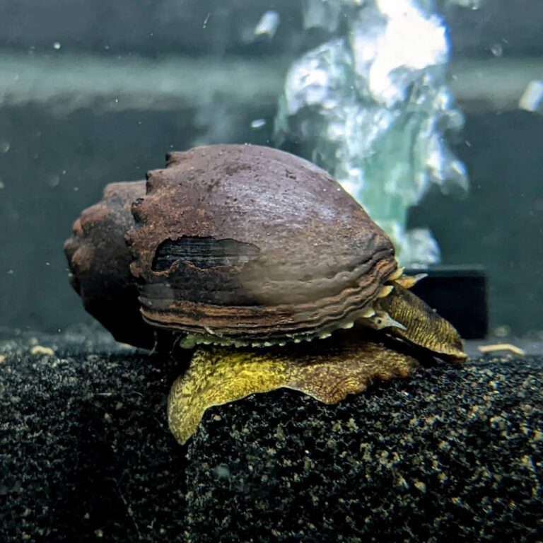 Spiky Marsh Snail - Roxy Aquarium