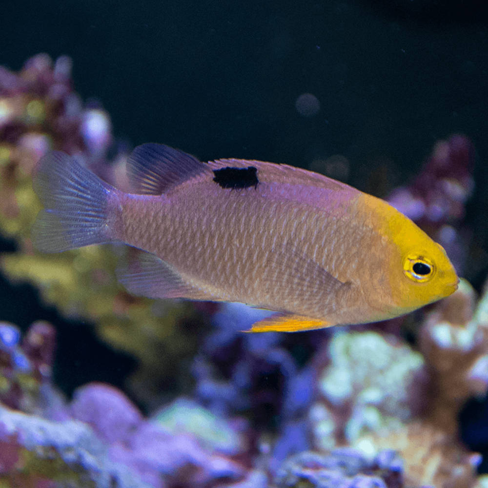 Talbot’s Damselfish - Roxy Aquarium