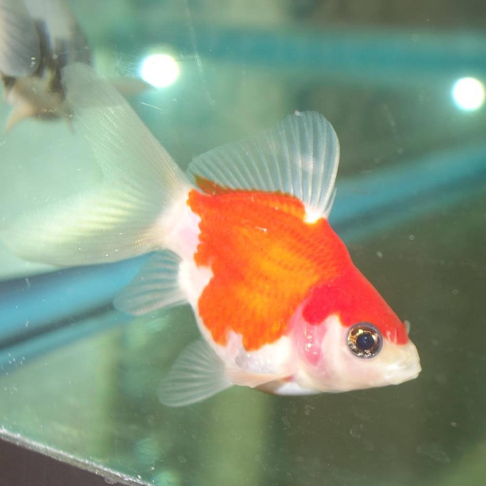 Tamasaba Sakura Available - Roxy Aquarium