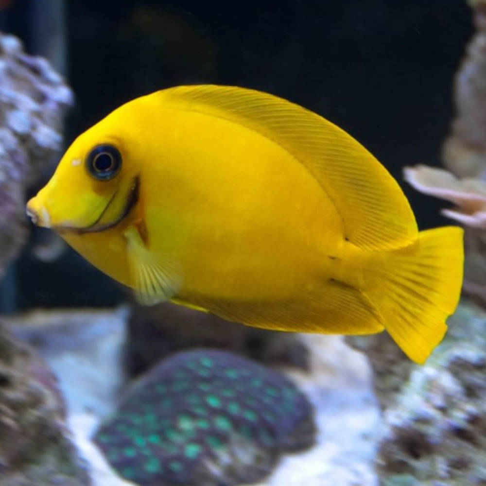 Tang – Yellow Mimic - Roxy Aquarium