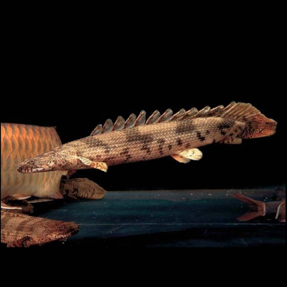 Polypterus Endlicheri
