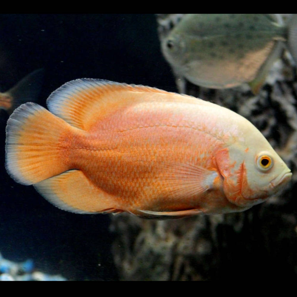 Albino Red Oscar Available - Roxy Aquarium