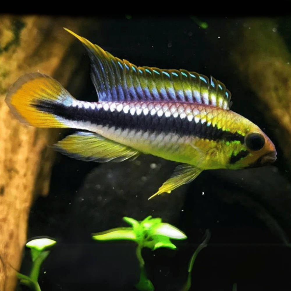 Apistogramma Abacaxis - Roxy Aquarium