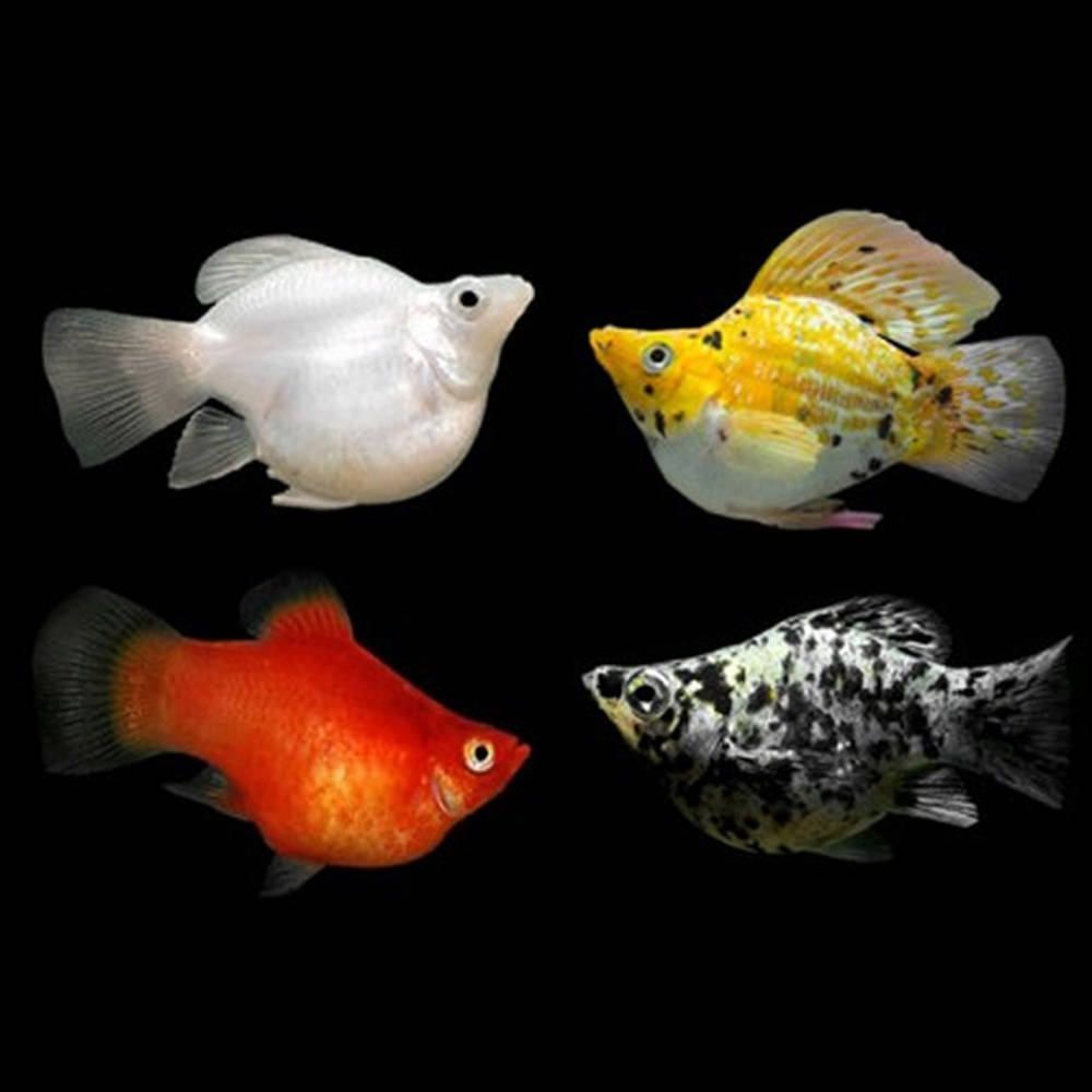 Assorted Elephant Ear Balloon Molly - Roxy Aquarium