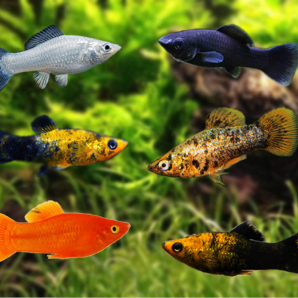 Assorted Mini Mollies Available - Roxy Aquarium