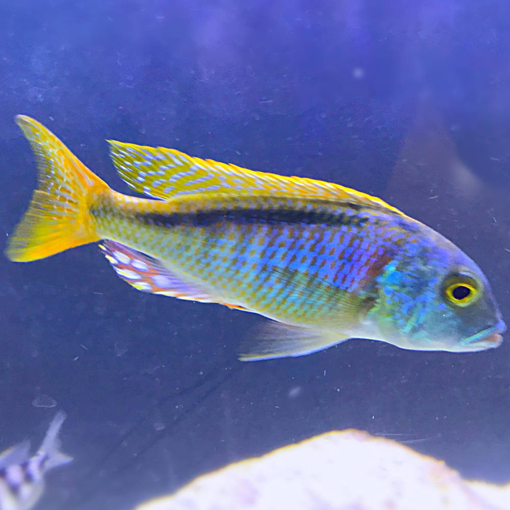 Bucco Nototaenia Available - Roxy Aquarium