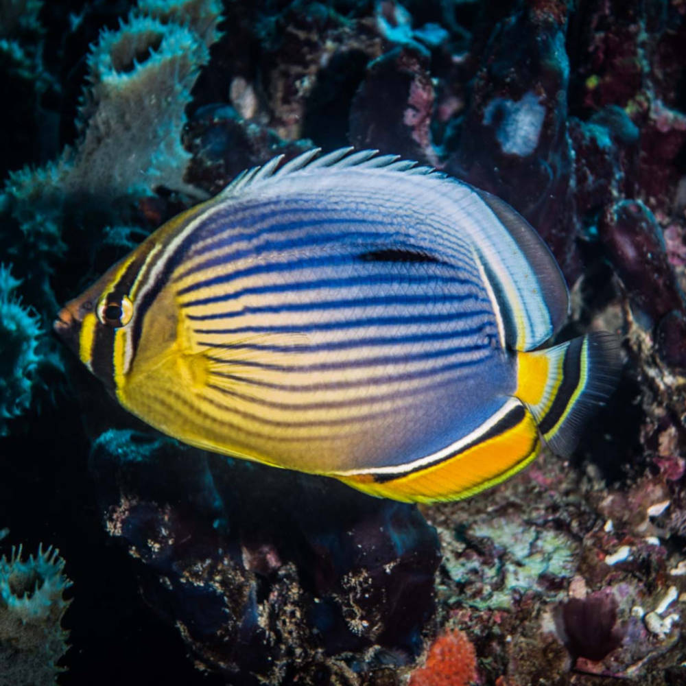 Blue Butterfly Fish Blackback Butterflyfish