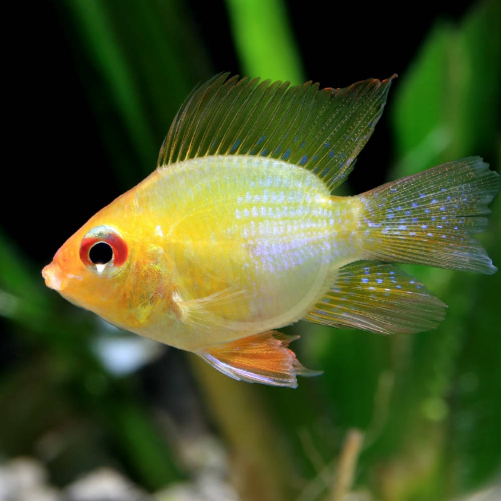 Ram – Gold Balloon Longfin - Roxy Aquarium